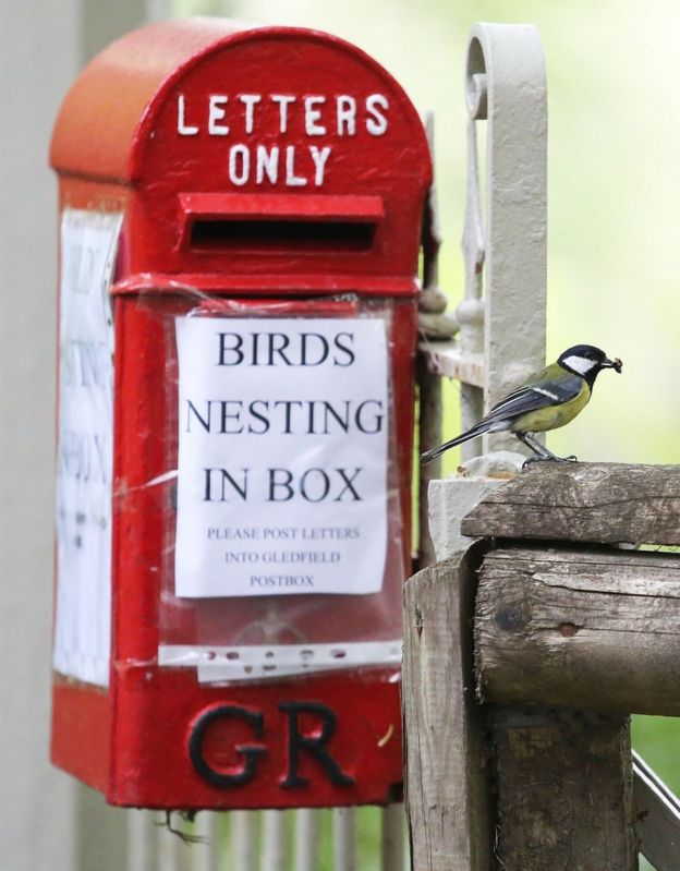 The chick's in the post: Bird builds nest in Highlands mail box - BBC News