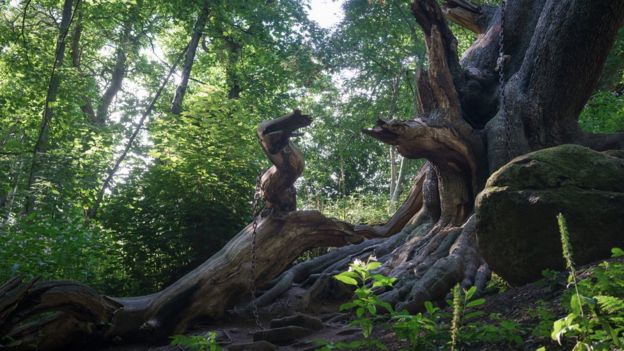 Woodland Trust competition to find England's top trees - BBC News