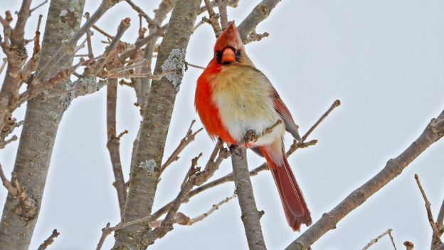 Rare bird: 'Half-male, half-female' cardinal snapped in Pennsylvania ...