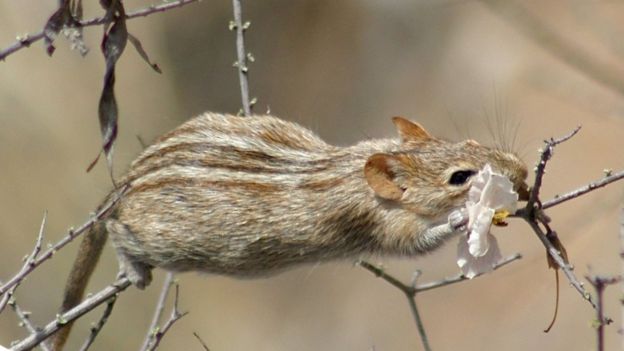 DNA clues to how chipmunk earned its stripes - BBC News