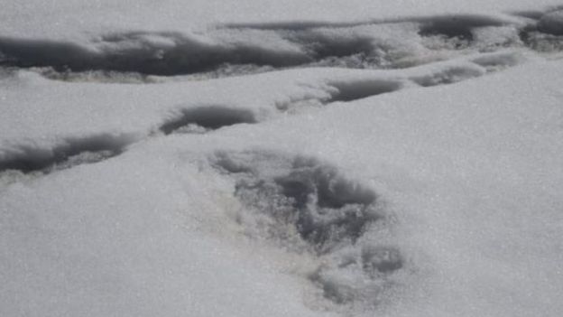 Does the Yeti exist? And other great animal mysteries - BBC Newsround