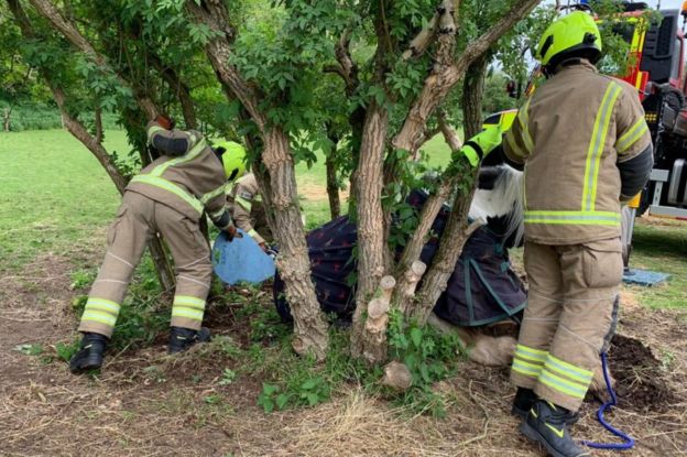 Horse stuck between trees in Sudbury is rescued by fire crews - BBC News