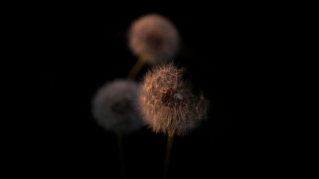 Your pictures on the theme of 'tiny things' - BBC News