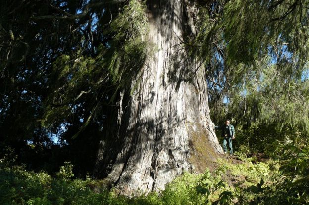 World is home to '60,000 tree species' - BBC News