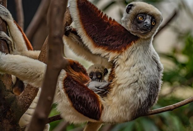 Dancing lemur: Chester Zoo celebrates Coquerel's sifaka birth - BBC News