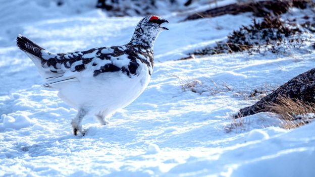 Your pictures of Scotland 28 February - 6 March - BBC News
