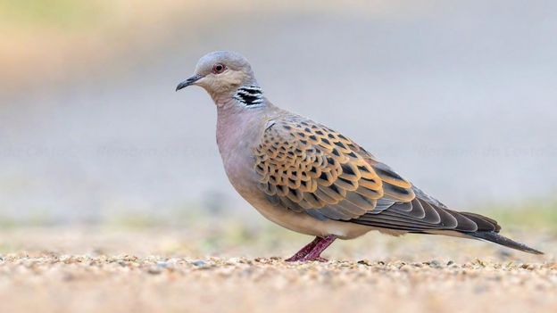Wicken Fen nature reserve in bid to boost turtle doves - BBC News