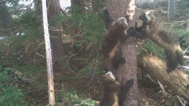 Wolverines return to American national park after more than 100 years ...