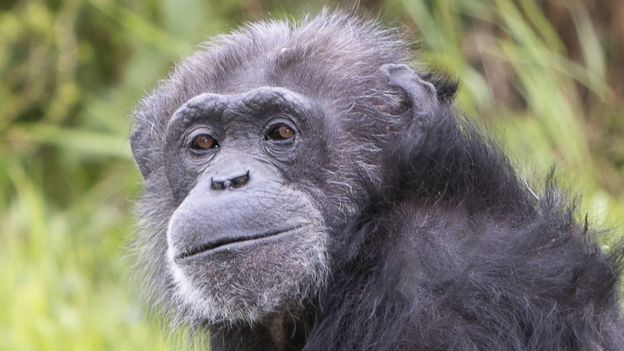 Whipsnade Zoo chimpanzee reaches 50th birthday - BBC News