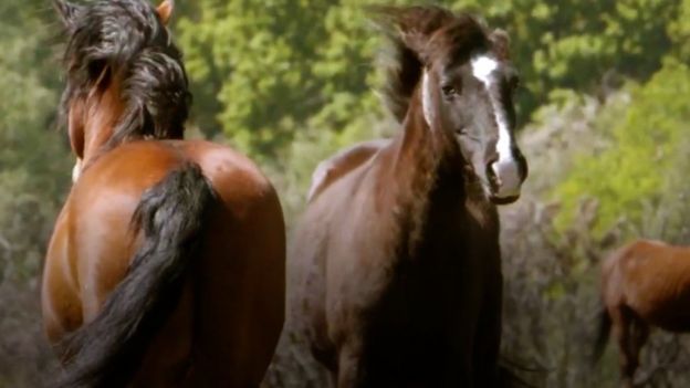 New Forest: Stallions released into wild to preserve rare pony - BBC Newsround