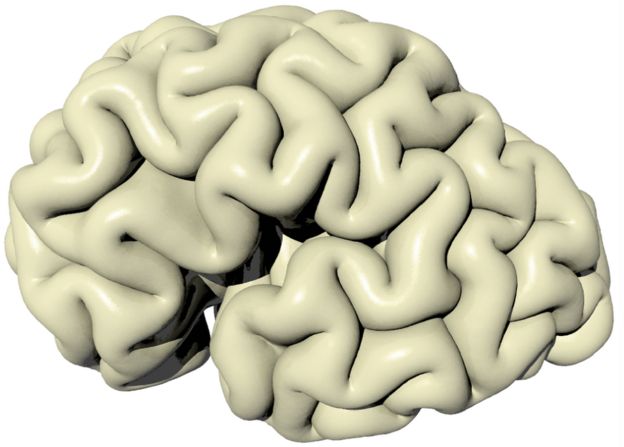Physics of brain wrinkles copied in a jar - BBC News