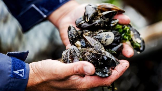 Six ways nature has inspired tech innovations - BBC News