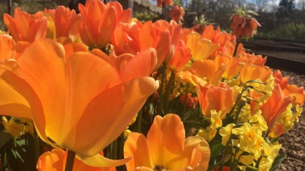 Climate change could transform gardens - BBC News