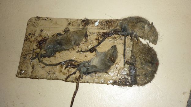 Dead mice and droppings found at Wallasey takeaway - BBC News