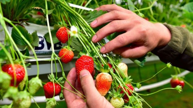 Coronavirus: Thousands apply for fruit and veg grower jobs - BBC News