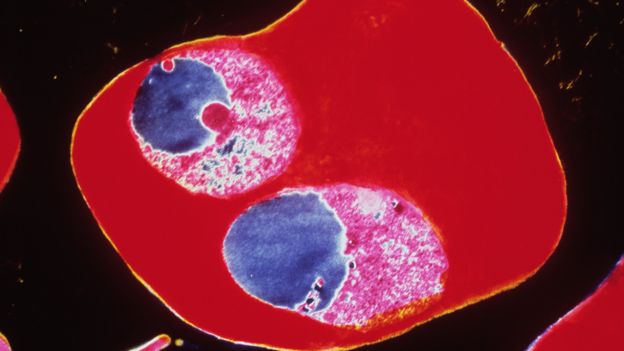 Scientists find key to malaria growth - BBC News