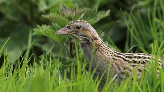 Four rare male corncrake birds recorded on Rathlin Island - BBC News