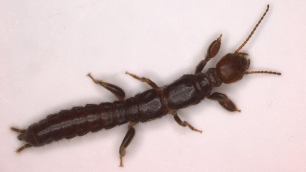 Webspinners: New order of insects sets up home in UK - BBC News