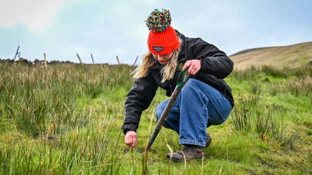 Humber Forest scheme sees more than 150,000 trees planted - BBC News