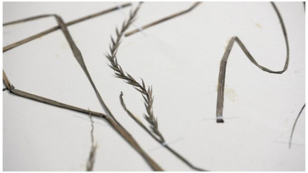 Climate change: Could centuries-old wheat help feed the planet? - BBC News