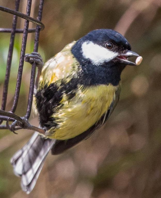Your pictures on the theme of 'lunchtime' - BBC News