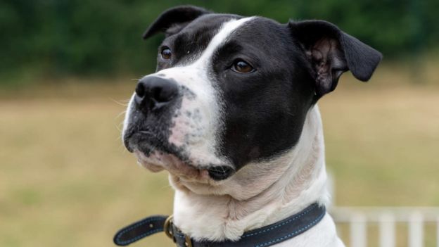 RSPCA struggles to care for hundreds of rescued pets - BBC News