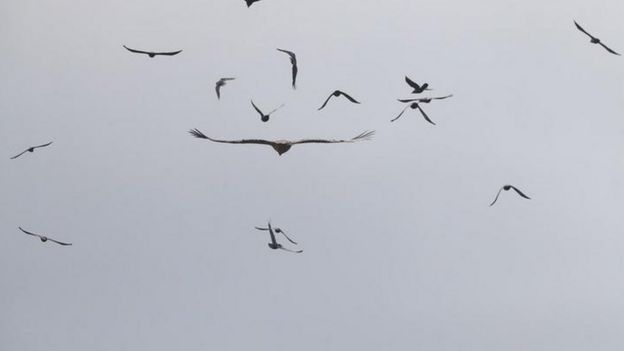 Rare bone-eating 'bearded vulture' spotted in Norfolk - BBC News