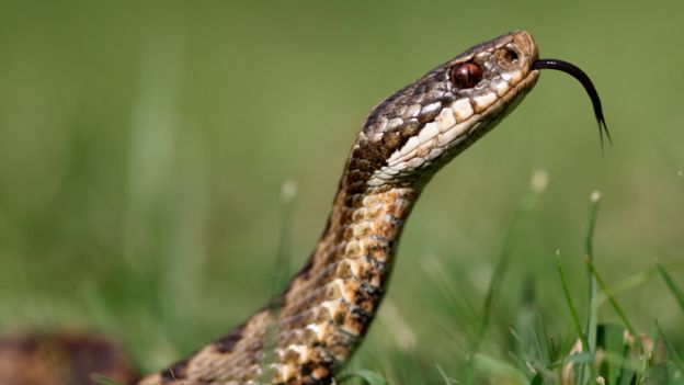 Adder sightings in Carmarthenshire prompt warning not to disturb them ...