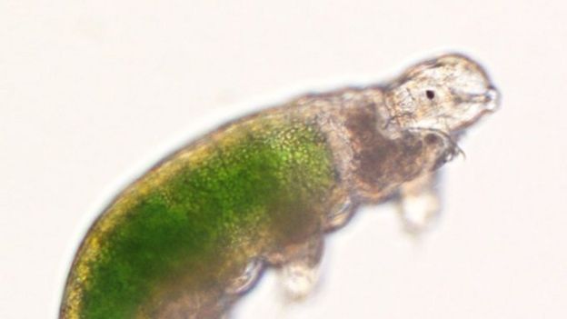 Survival secret of 'Earth's hardiest animal' revealed - BBC News