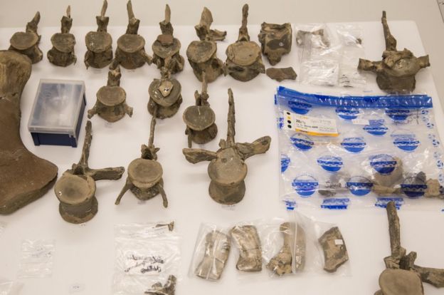 Plesiosaur 'sea monster' bones put back together - BBC News