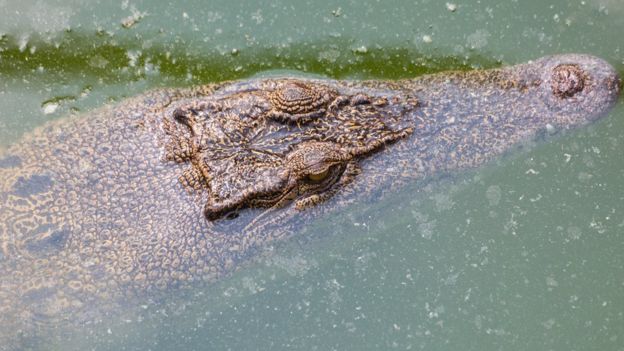 Alligators survive the cold by 'turning into ice cubes' - BBC Newsround