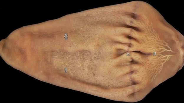 Xenoturbella - Alchetron, The Free Social Encyclopedia