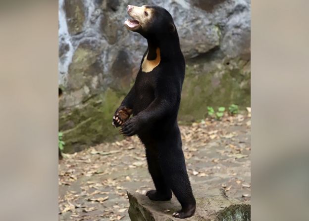 Sun bears are real, not humans in disguise says Hangzhou Zoo - BBC News
