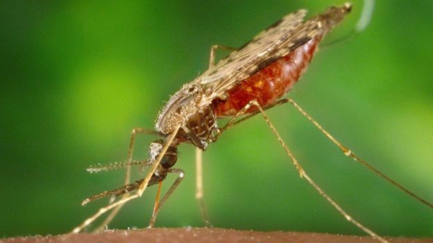 Malaria vaccine hailed as potential breakthrough - BBC News