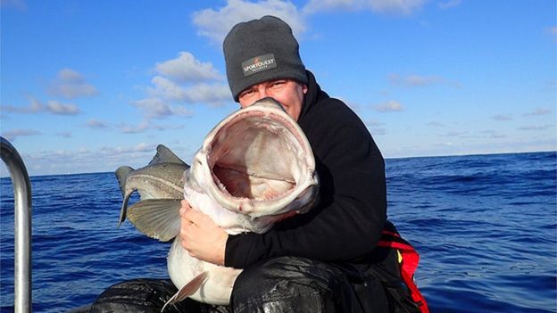 Wirral fisherman lands the biggest cod caught by a Briton - BBC News
