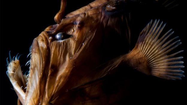 In pictures: Asia's creatures of the deep sea - BBC News