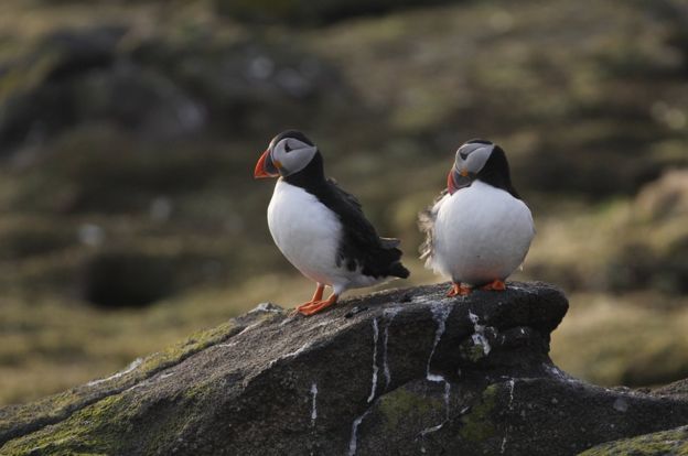 Is this still the best place to be a puffin? - BBC News