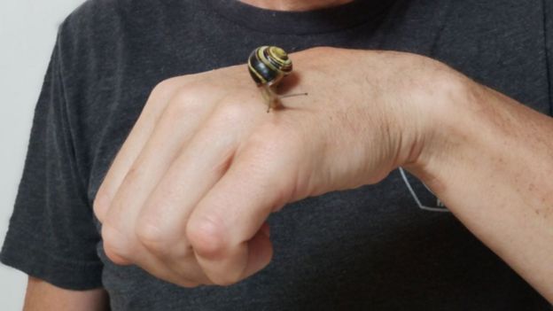 Nottingham: Newly discovered rare 'lefty' snail looking for love - BBC News