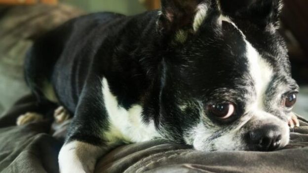 Pendle rescue charity forced to close over 'tsunami of dogs' - BBC News