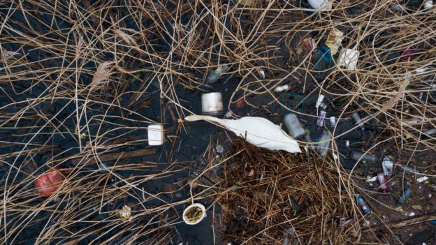 Nature loss: Watchdog highlights 'precarious state' of environment ...