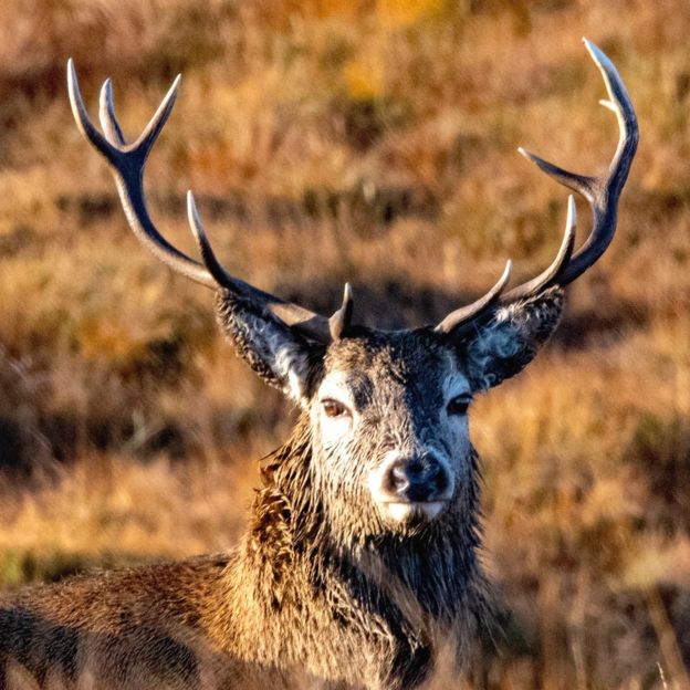 Your pictures of Scotland: 12-19 November - BBC News