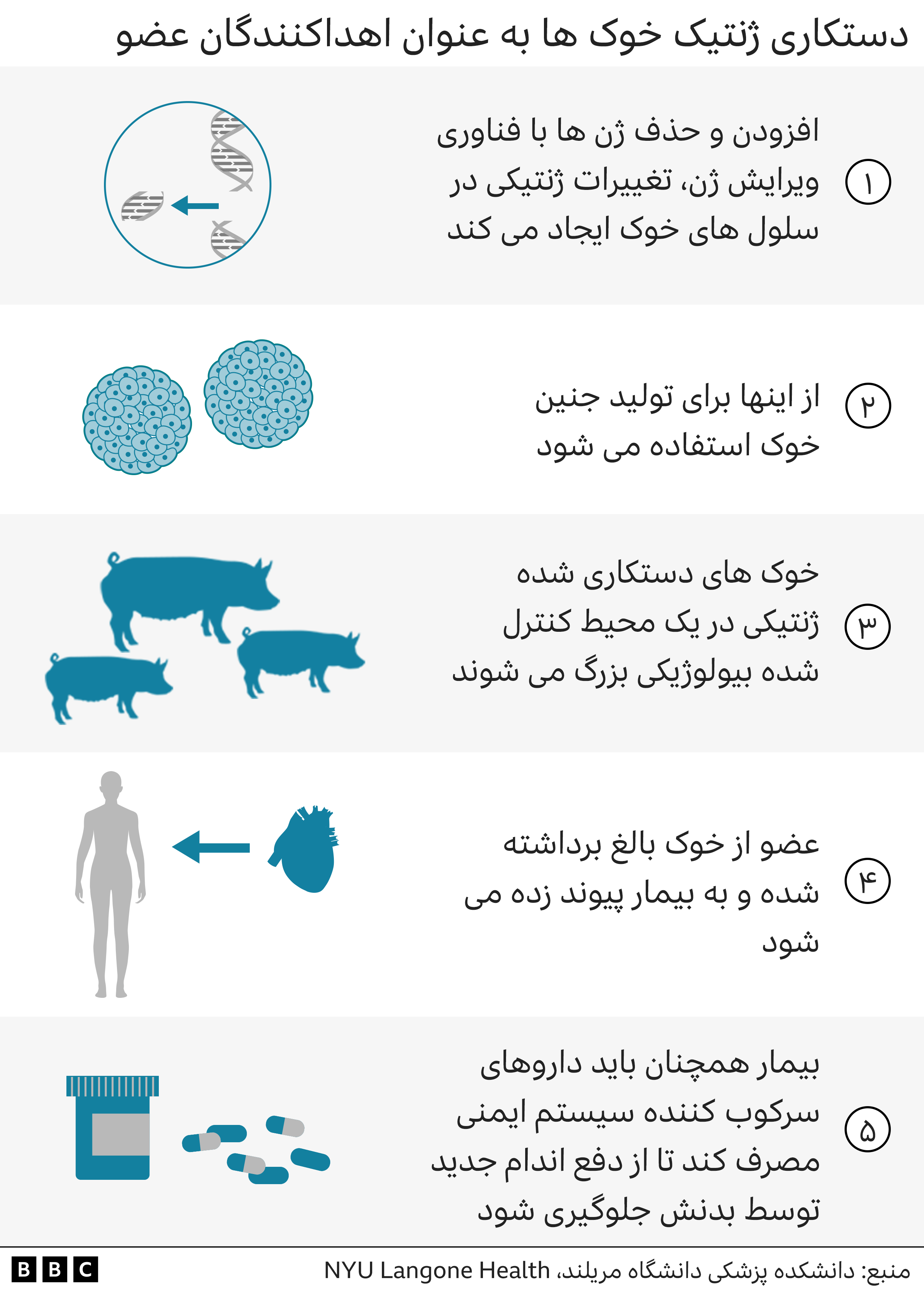 سه ملاحظه اخلاقی درباره پیوند قلب خوک به انسان - BBC News فارسی