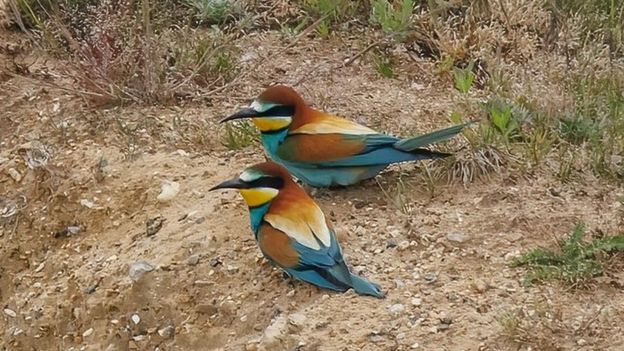 Bee-eater flock leaves Norfolk after breeding chicks - BBC News