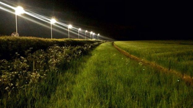 Light pollution from street lamps linked to insect loss - BBC News