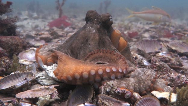 Fighting octopuses 'change colour to signal intent' - BBC News