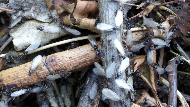 Flying Ant Day: What is it and why does it happen? - BBC Newsround