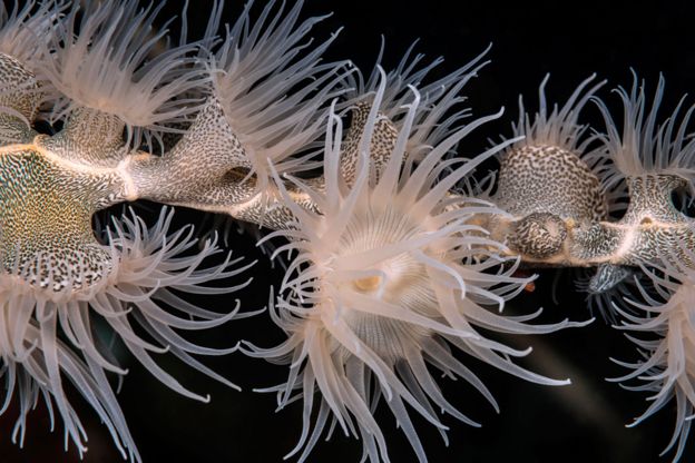 The creature with the key to immortality? - BBC News