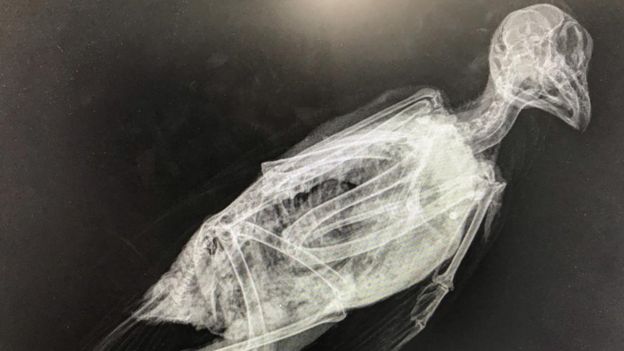 Peregrine falcon shot dead with air rifle near Manchester - BBC News