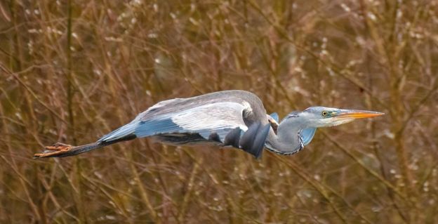 Your pictures of Scotland: 24-31 March - BBC News