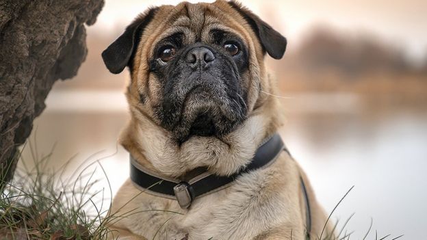 Pug health so poor it 'can't be considered a typical dog' - study - BBC ...